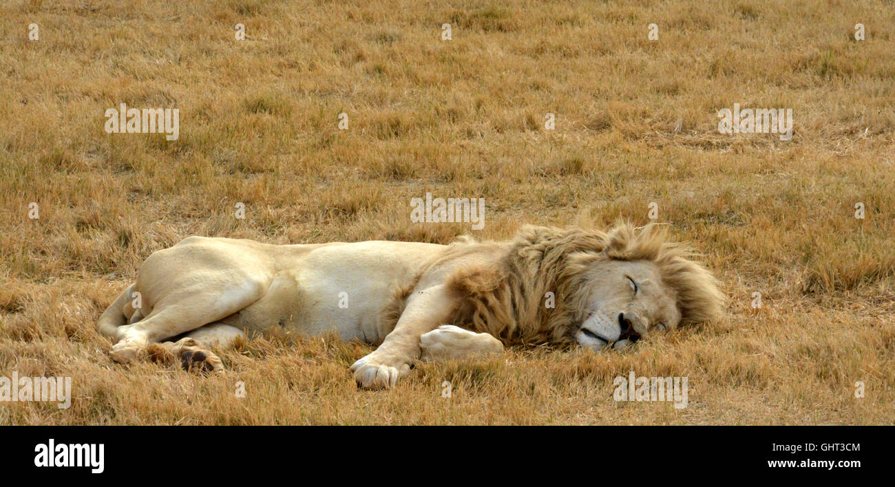 Lions resting in the late afternoon sun, National Park, South Africa ...