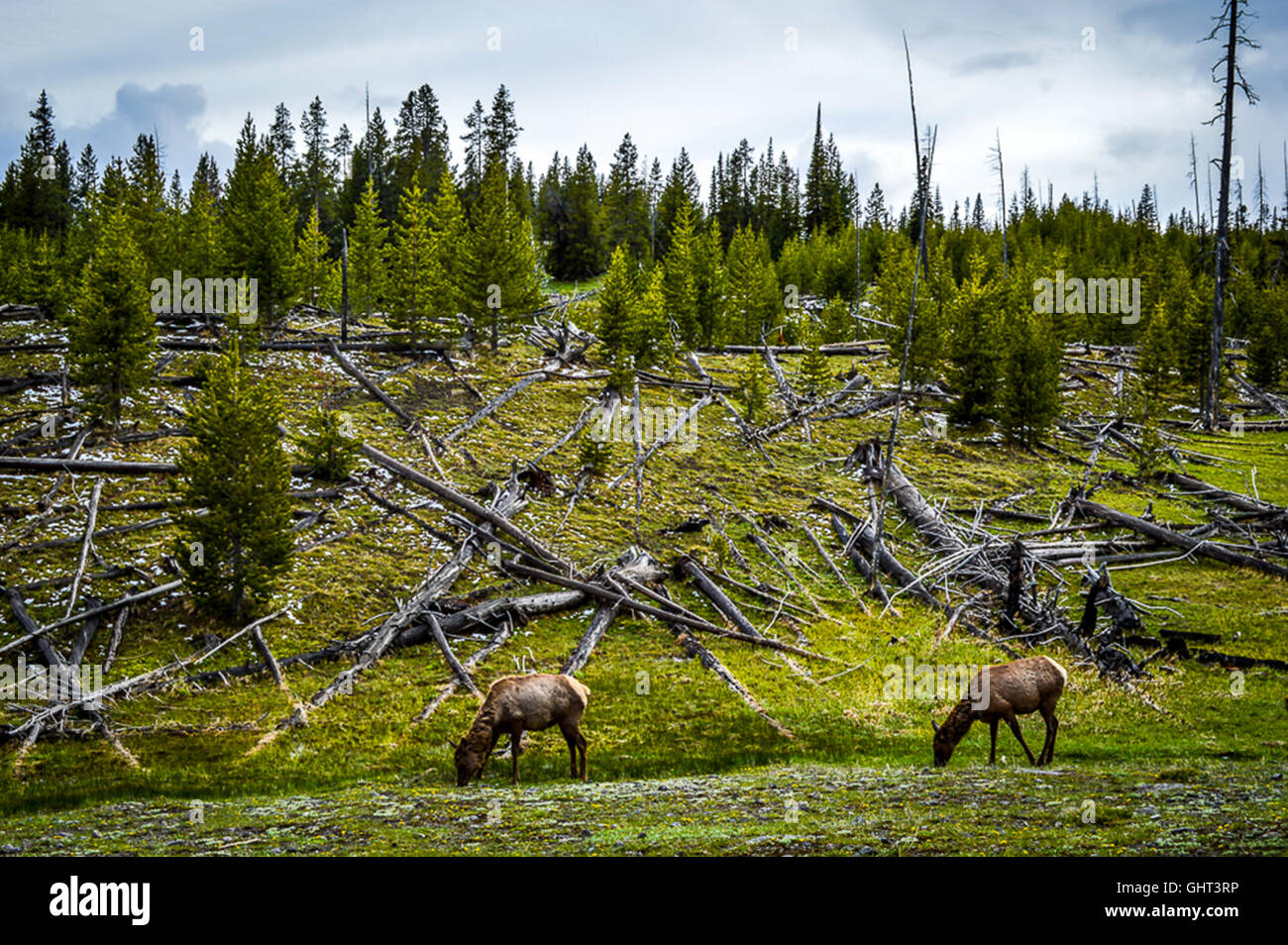 Elk in yellow stone park scenery Stock Photo - Alamy