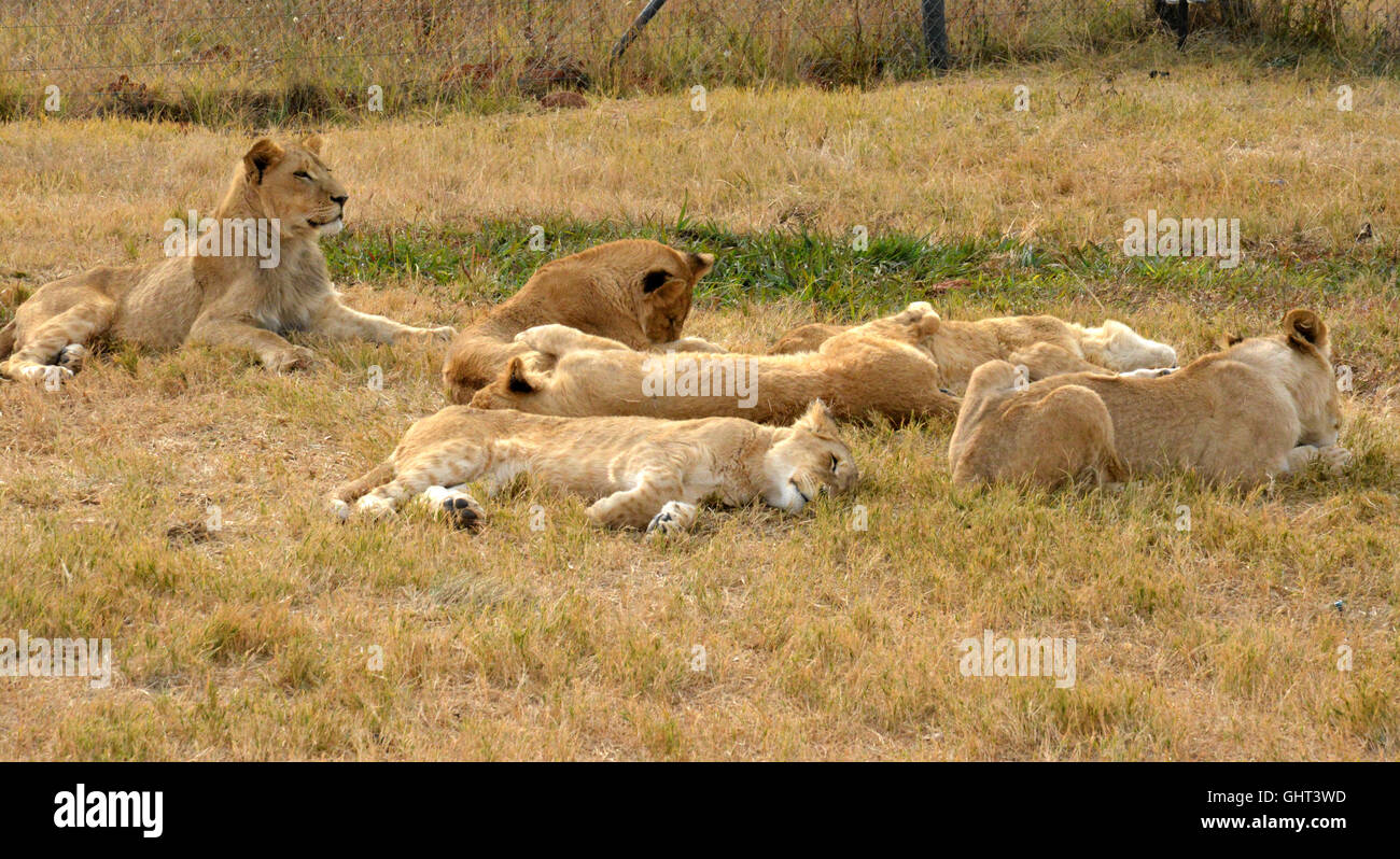 Lions resting in the late afternoon sun, National Park, South Africa ...