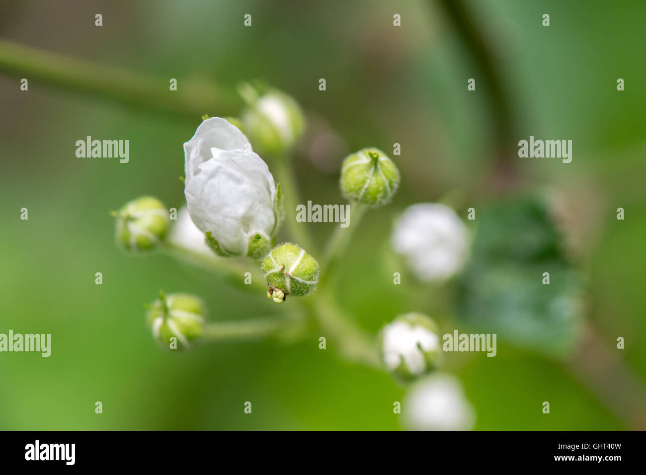 Blackberry Flowers Opening in Spring Stock Photo - Alamy