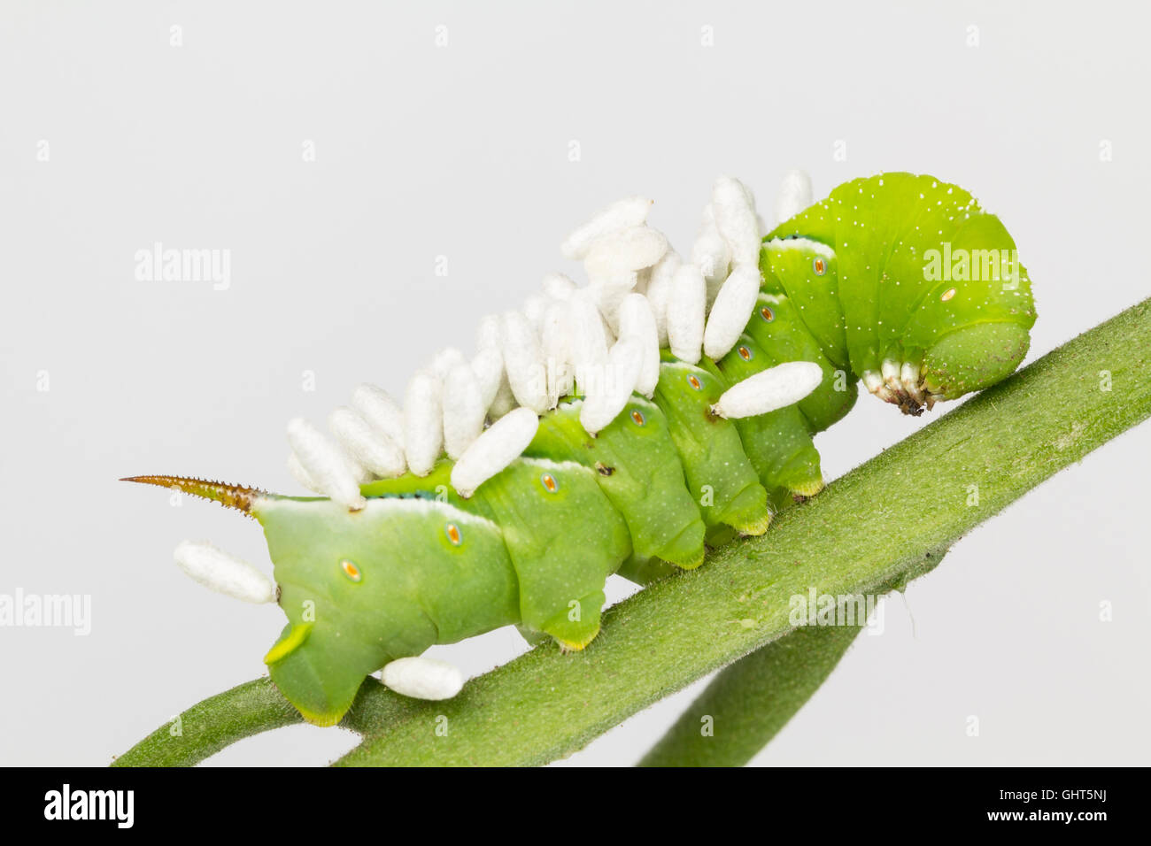 Close up of tobacco hornworm infested with braconid wasp parasite Stock ...
