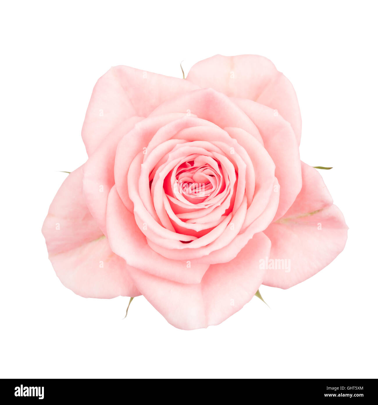 Multi-petaled pink garden rose isolated on white Stock Photo - Alamy