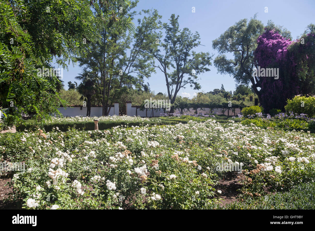 Roses Winery Santiago do Chile Stock Photo - Alamy