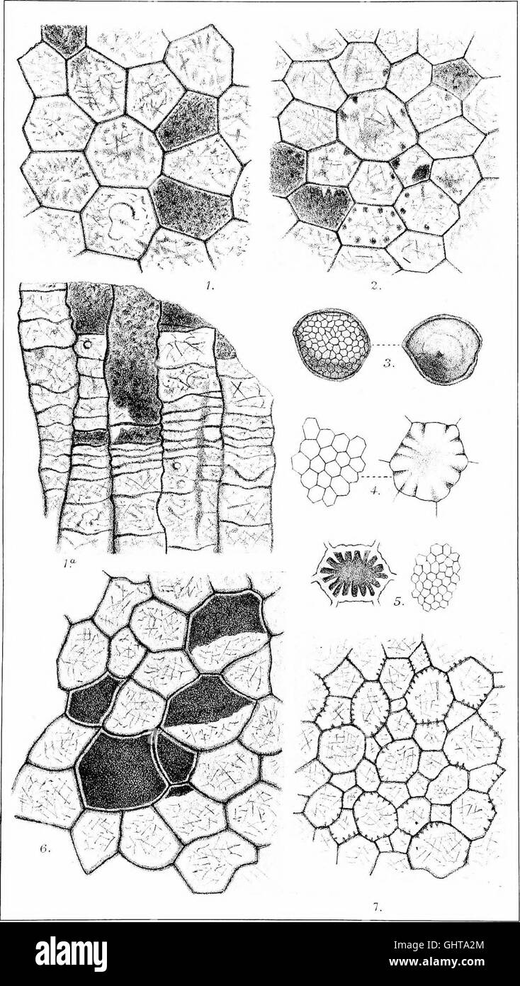 *On the Structure and Affinities of the Tabulate Corals of the ...