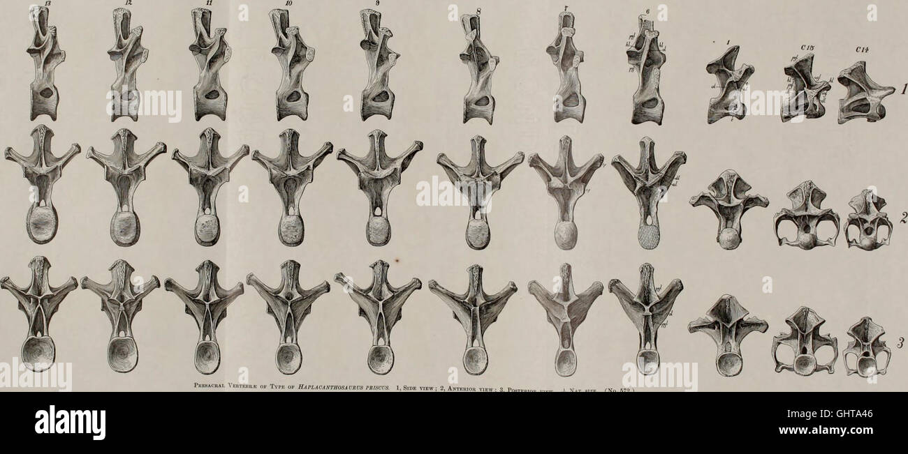 *Osteology of Haplocanthosaurus* (1903) explores the skeletal structure ...