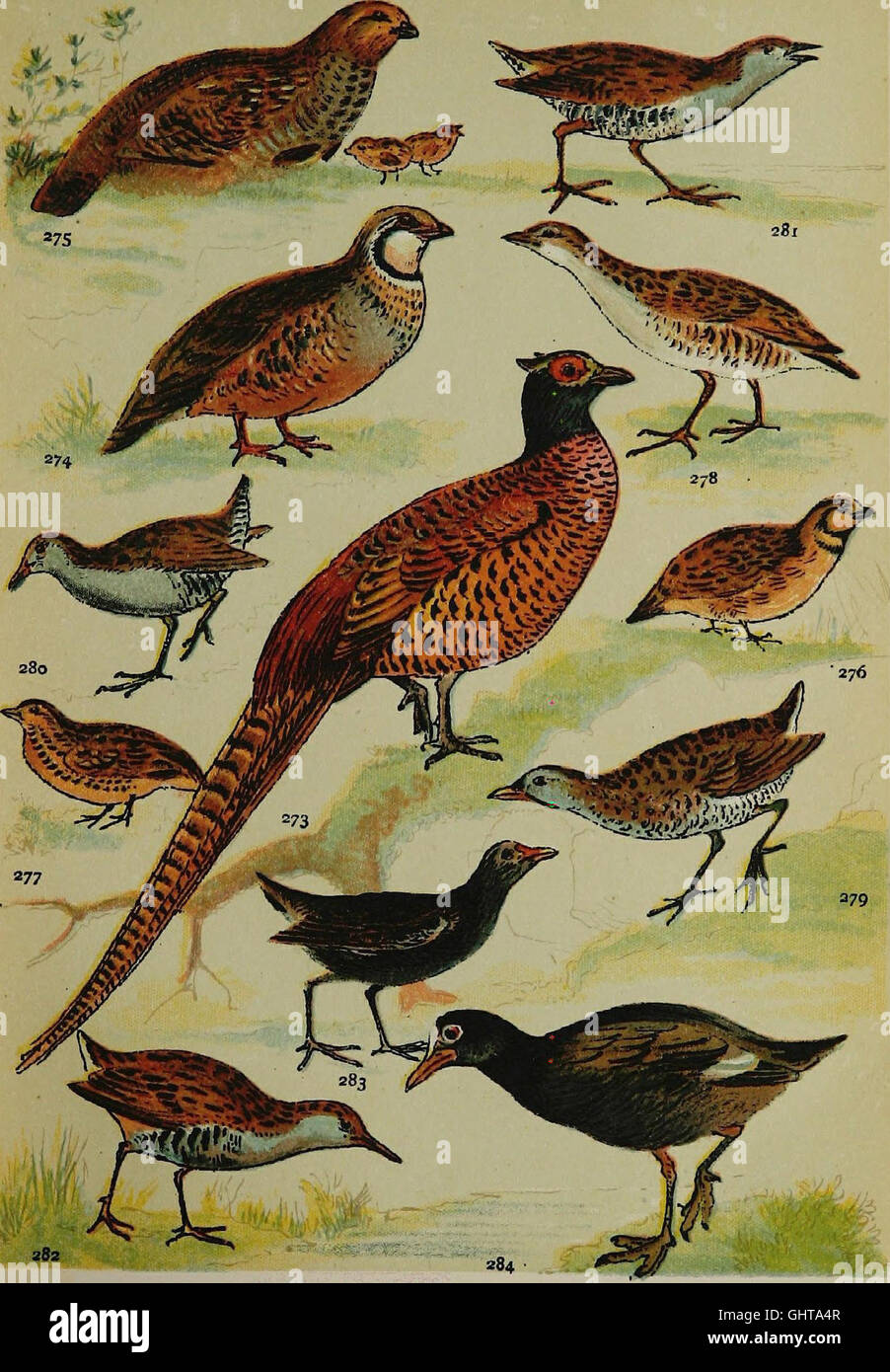 A 1892 field guide to the birds of Great Britain, designed to help ...