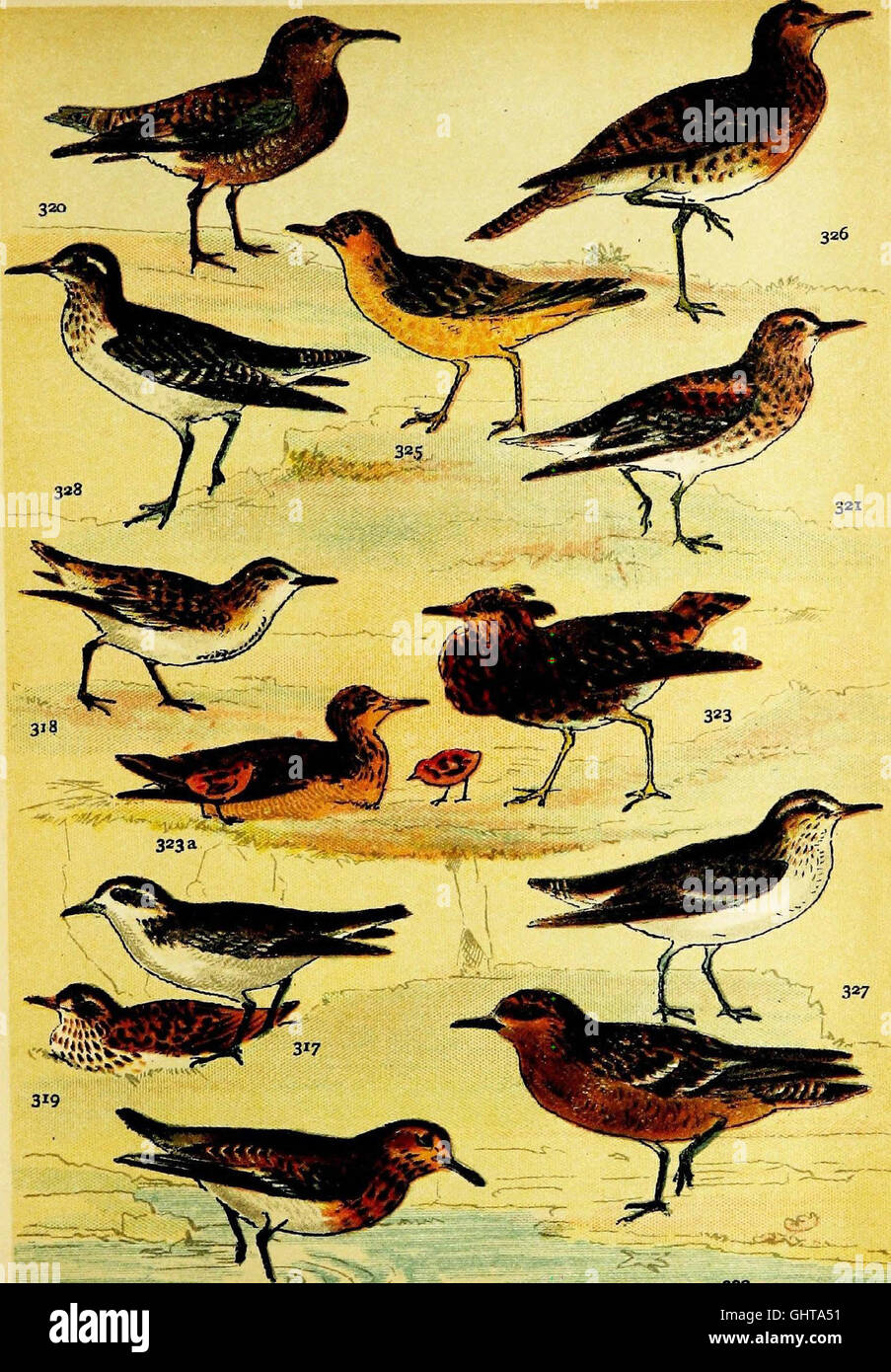 A 1892 birdwatching guide to the birds of Great Britain, offering ...