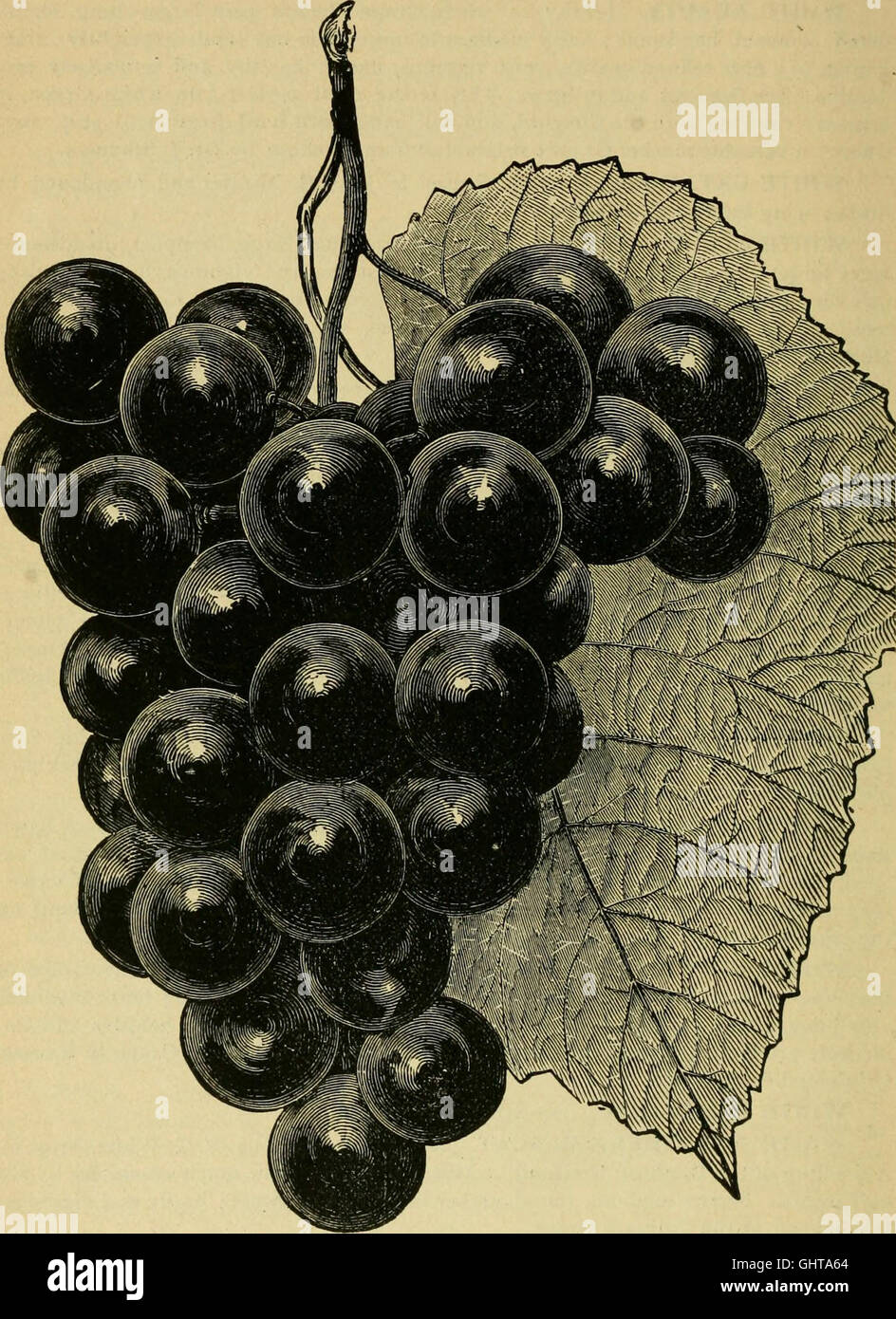 Our native grape. Grapes and their culture. Also descriptive list of ...