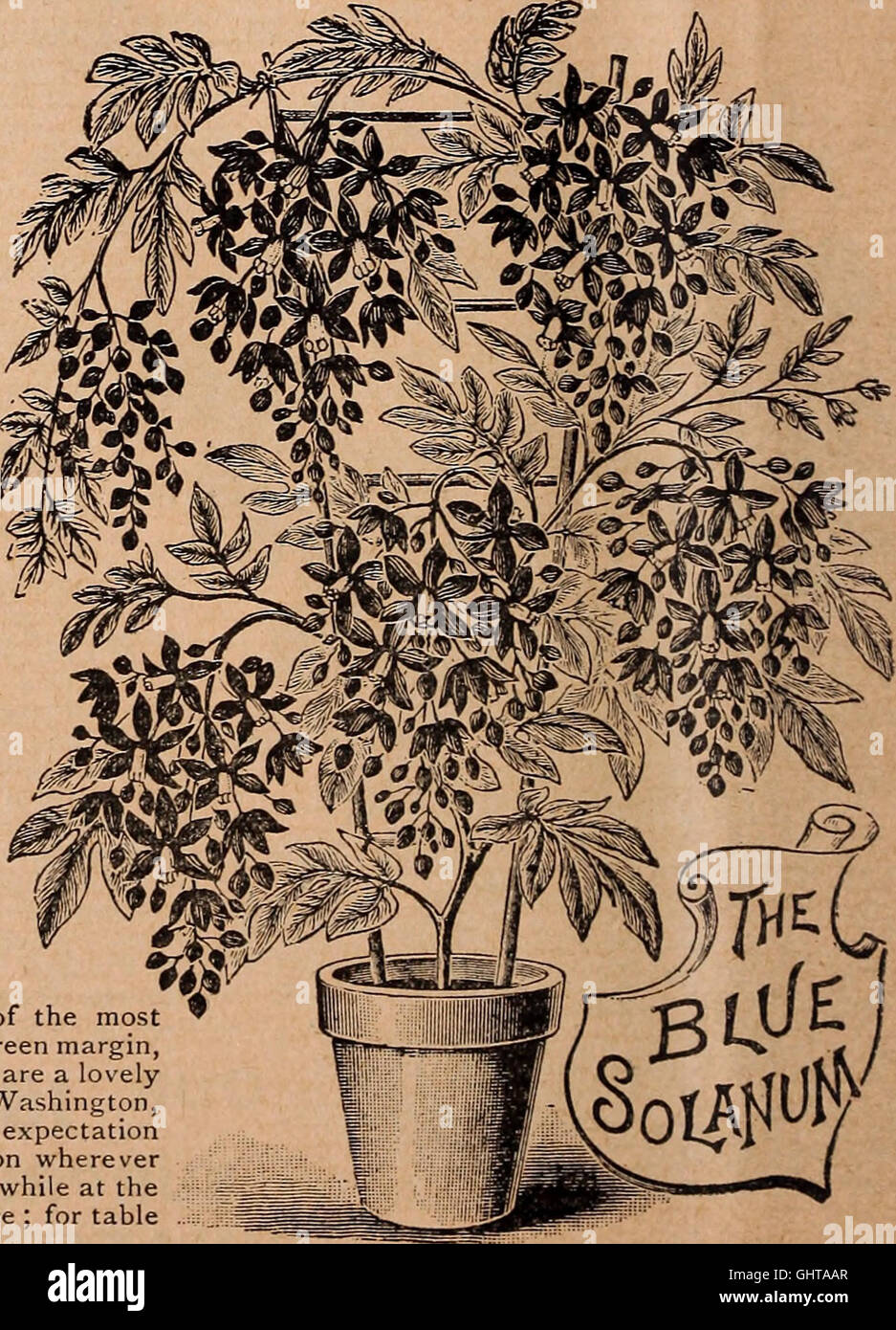 'Pearce's Seeds' (1896) is a catalog featuring a wide variety of seeds ...