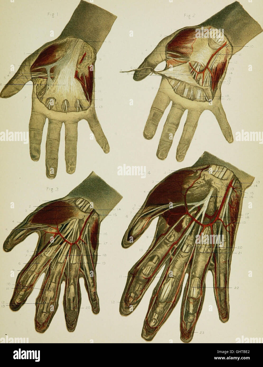 Regional anatomy in relation medicine hi-res stock photography and ...