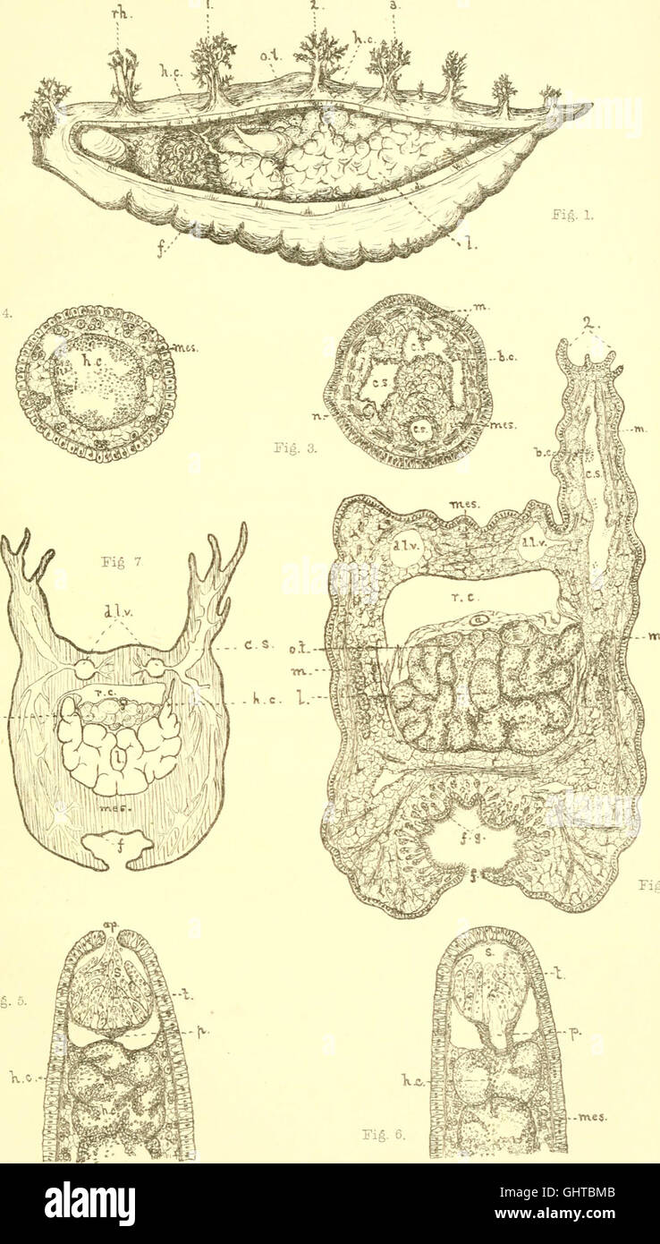 Report upon the fauna of Liverpool Bay and the neighboring seas (1889 ...