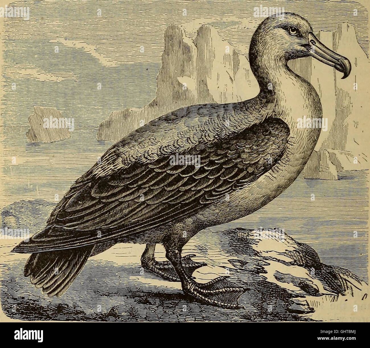 This 1873 work provides a popular overview of reptiles and birds ...