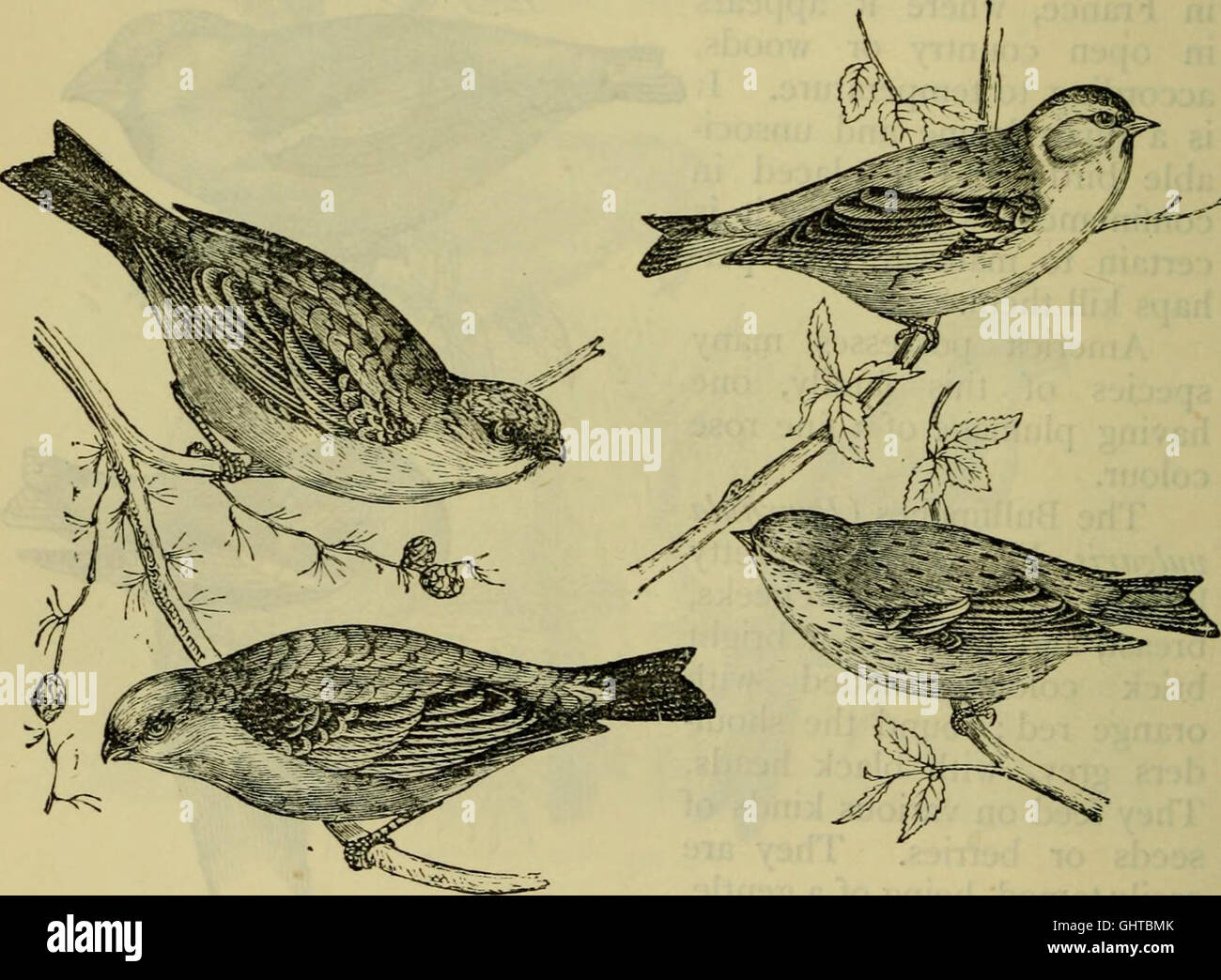 Reptiles and birds - a popular account of their various orders, with a ...