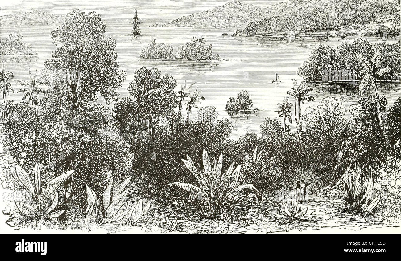 Family tree human evolution hi-res stock photography and images - Alamy