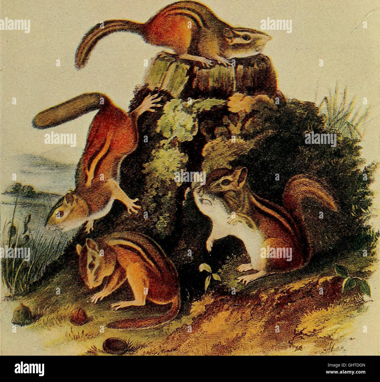 Squirrels and other fur-bearers (1900 Stock Photo - Alamy