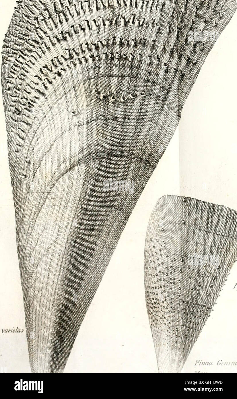 The *Atti dell'Accademia Gioenia* of 1850 contains scientific papers ...