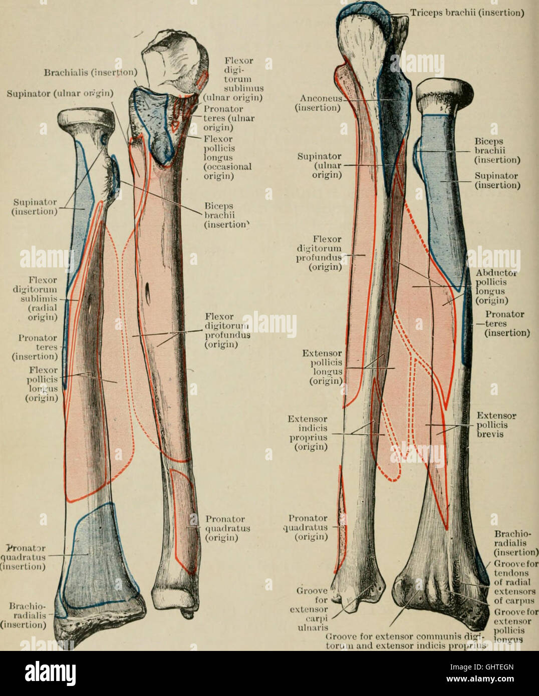 This 1916 text-book covers techniques for massage therapy and remedial ...