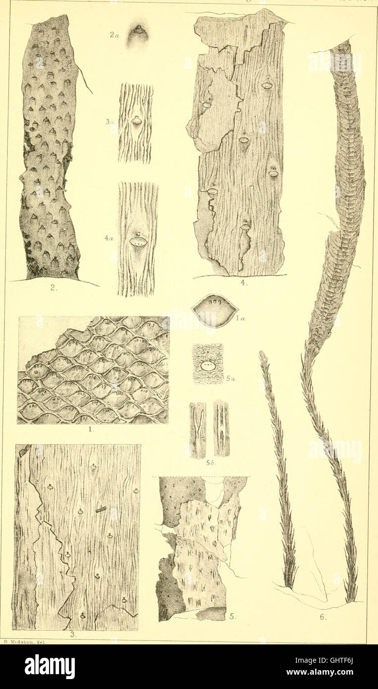 'The Annals and Magazine of Natural History' (1889) is a scientific ...