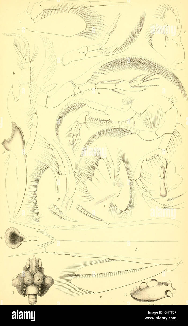 This publication, The Annals and Magazine of Natural History (1889 ...