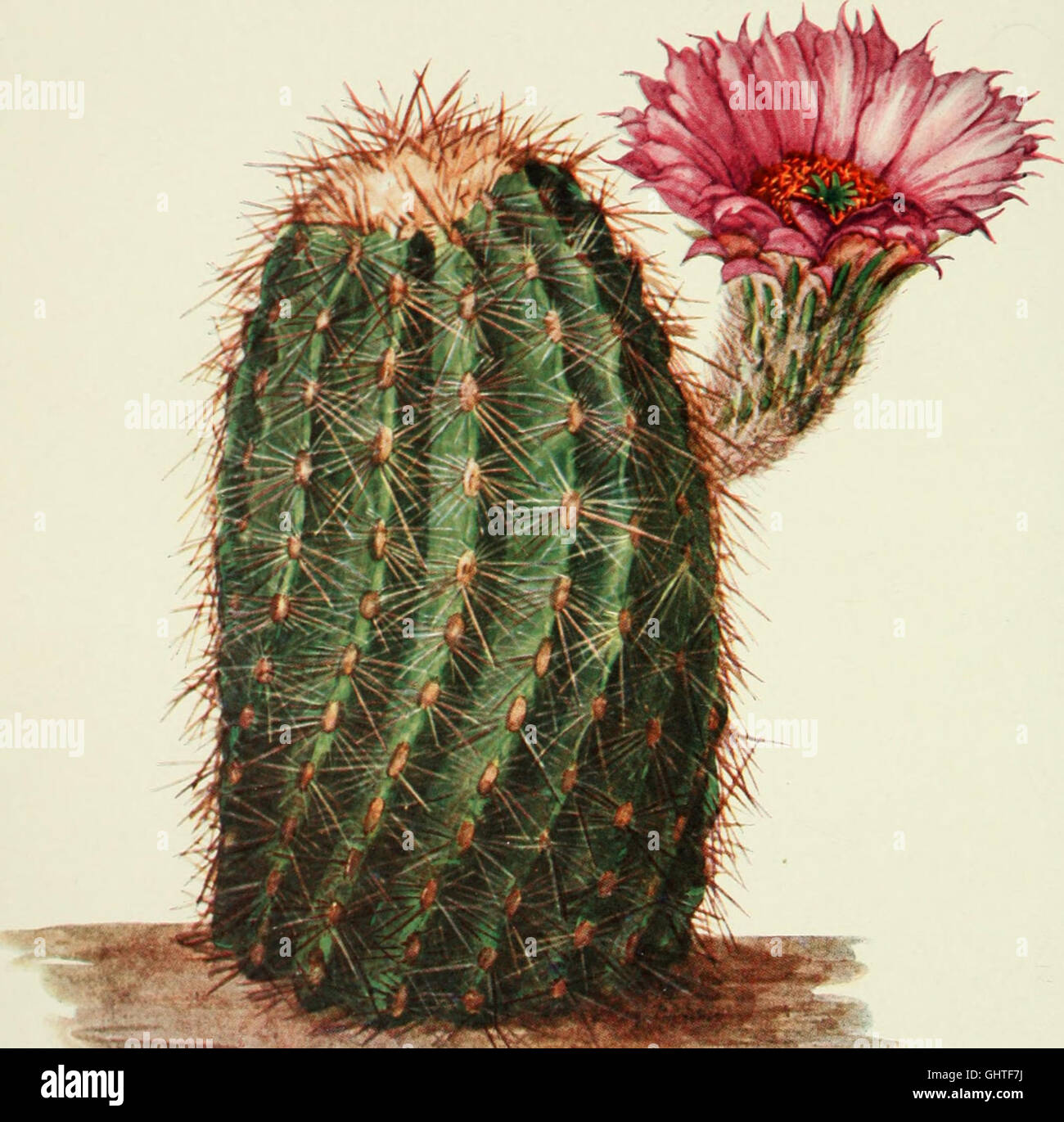Addisonia features detailed colored illustrations and descriptions of ...