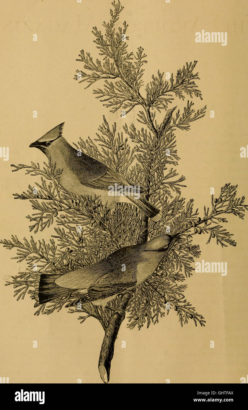 Cover of the 1887 issue of 'The Audubon Magazine,' dedicated to the ...