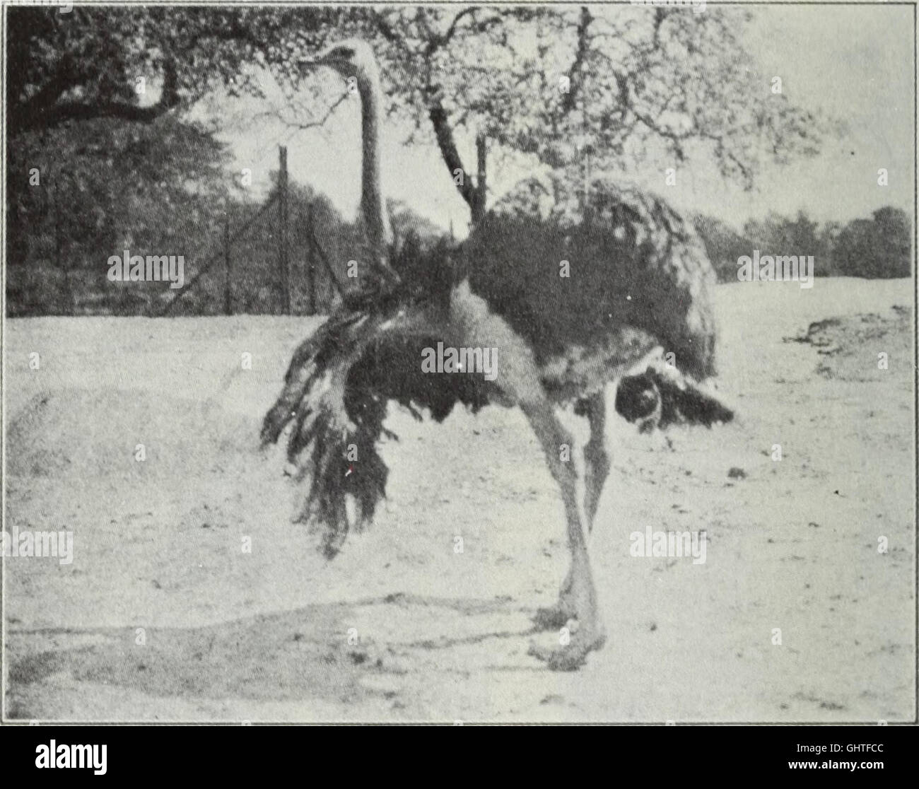 'The Bird, Its Form and Function' (1906) offers a detailed analysis of ...