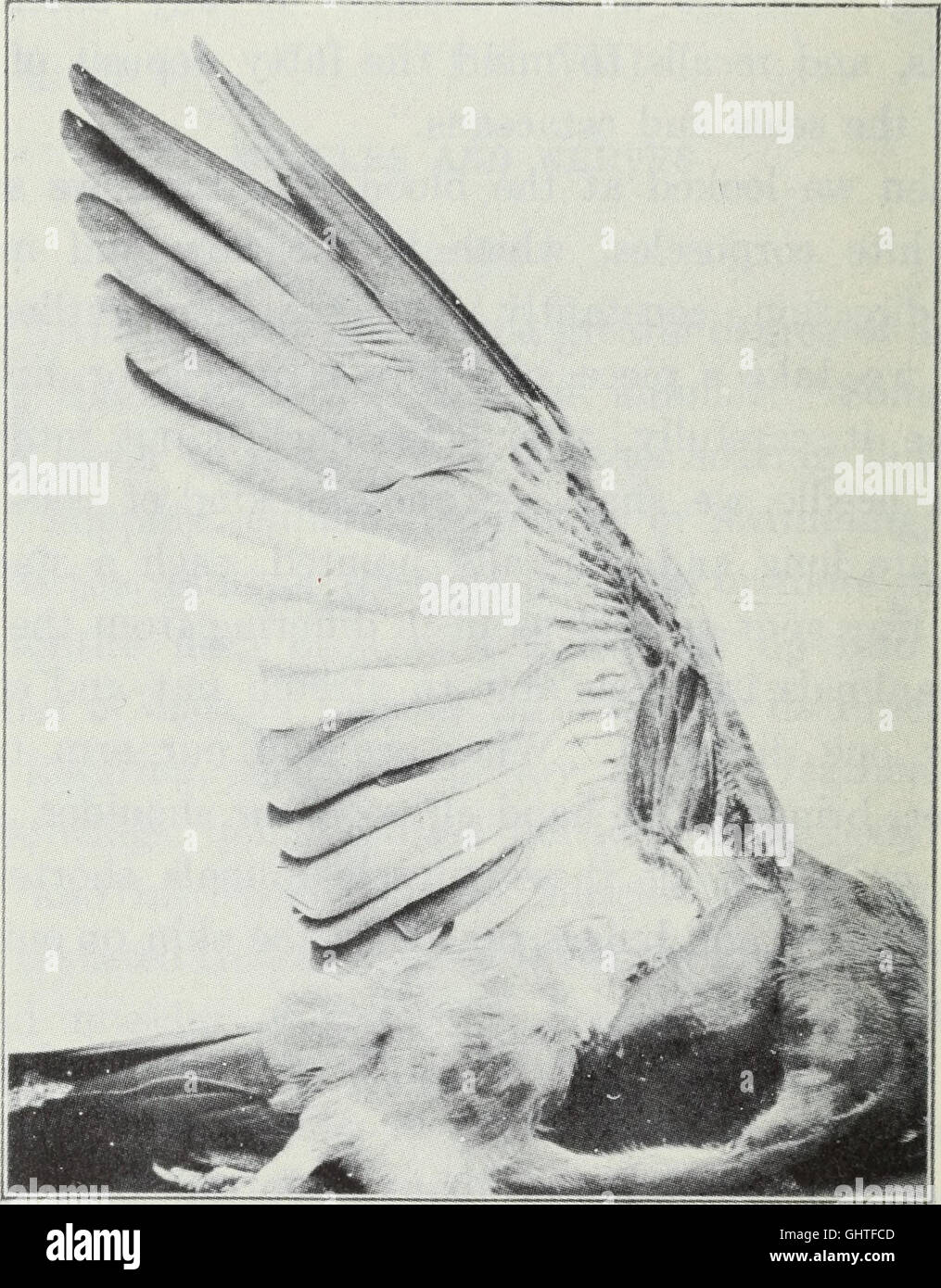 The bird, its form and function (1906 Stock Photo - Alamy