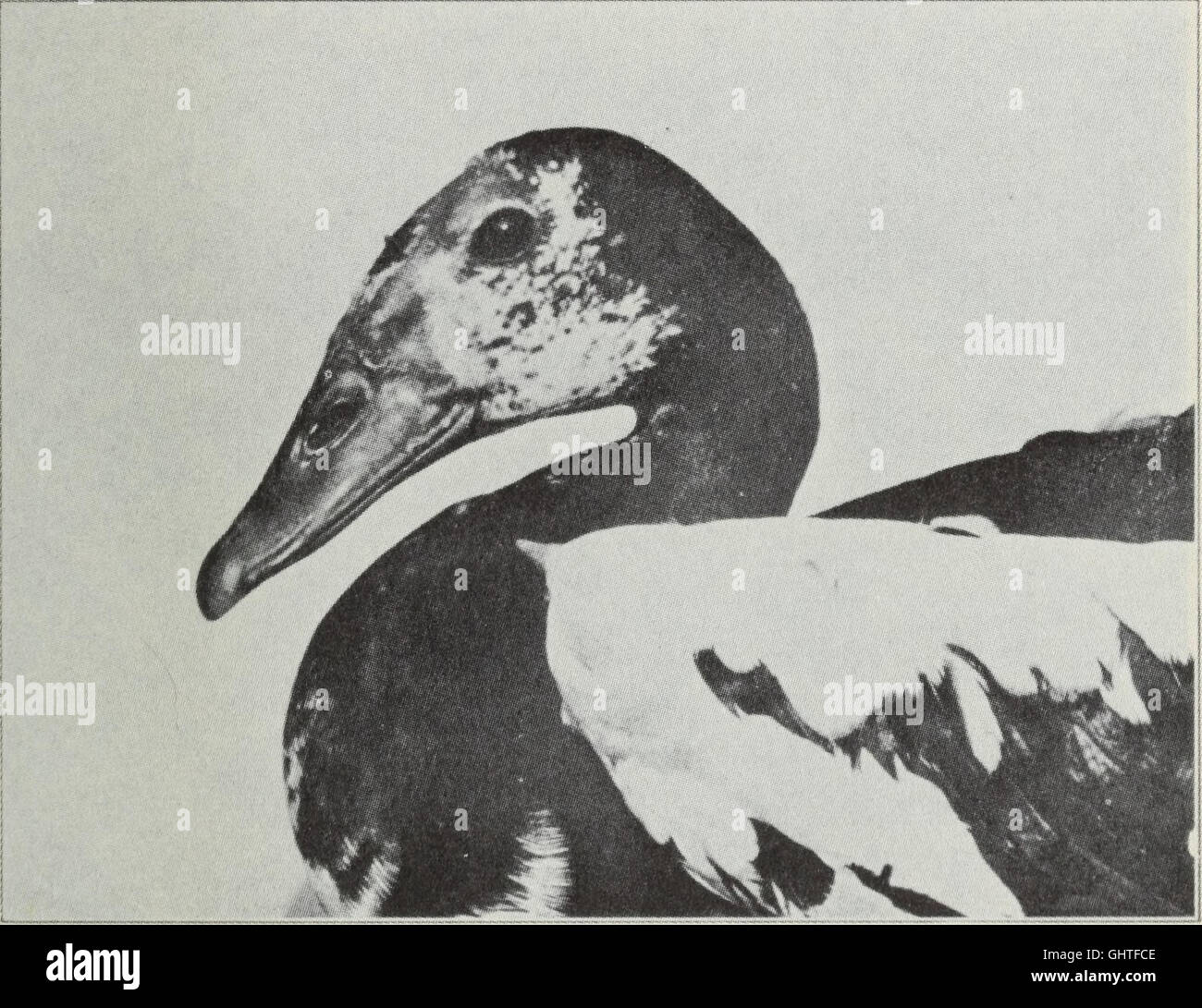 'The Bird, Its Form and Function' (1906) explores the anatomy and ...