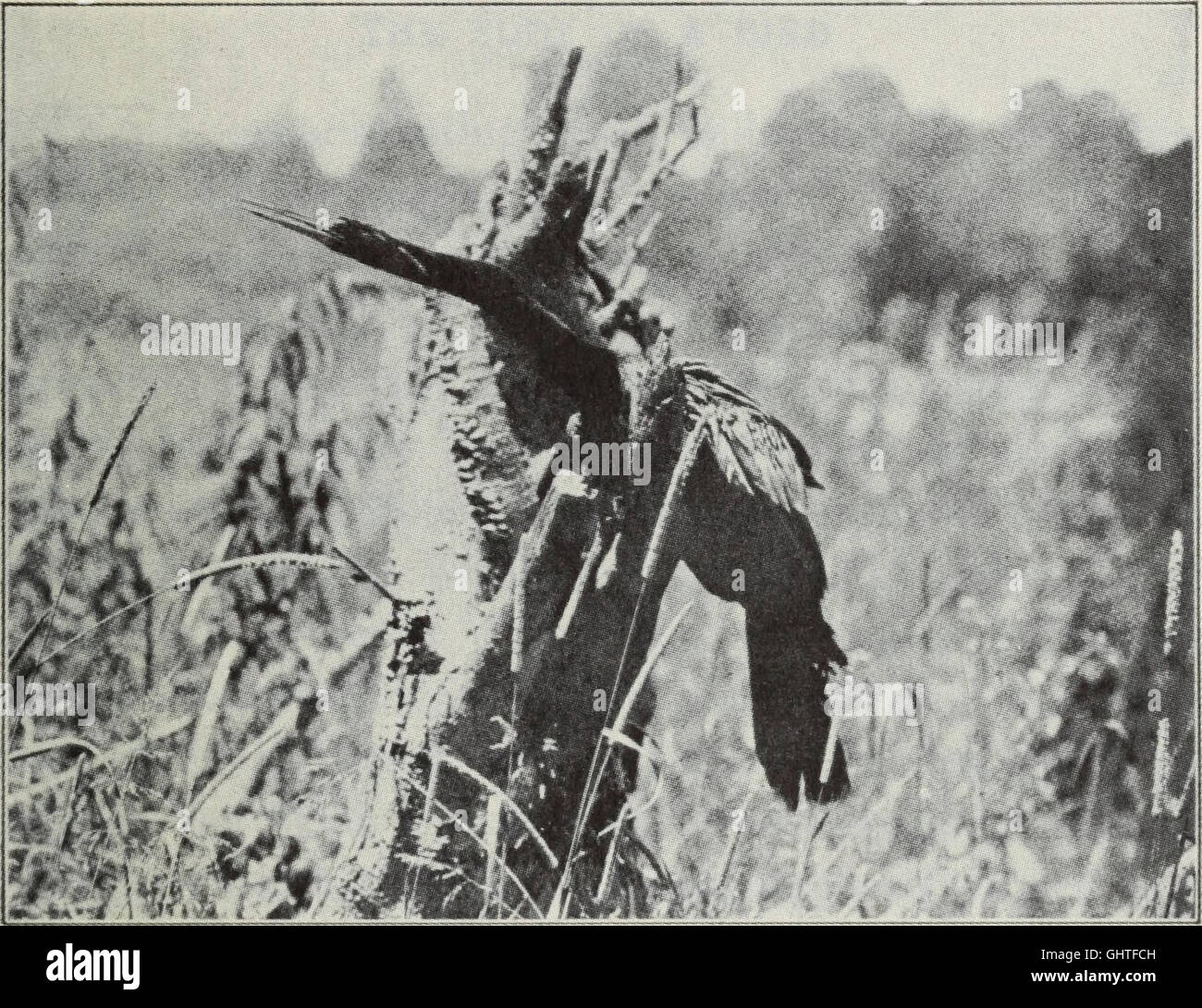 This work delves into the anatomy and function of birds, discussing ...