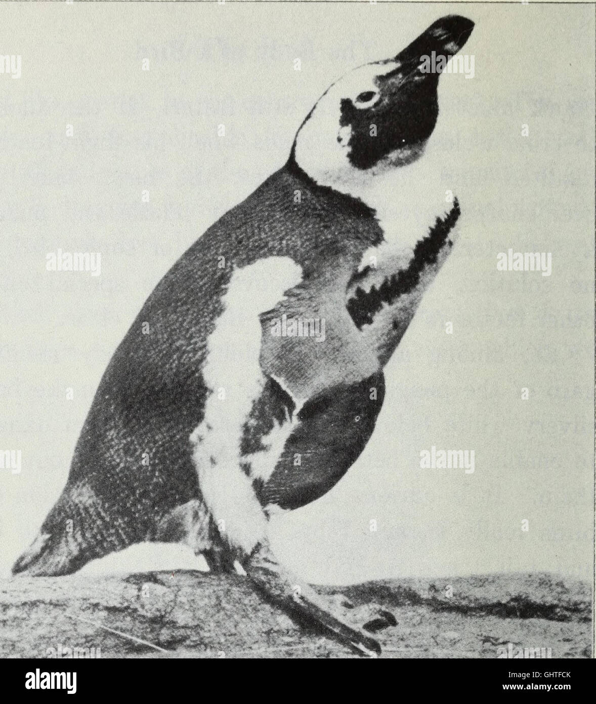 *The Bird, Its Form and Function* (1906) is a study of avian anatomy ...