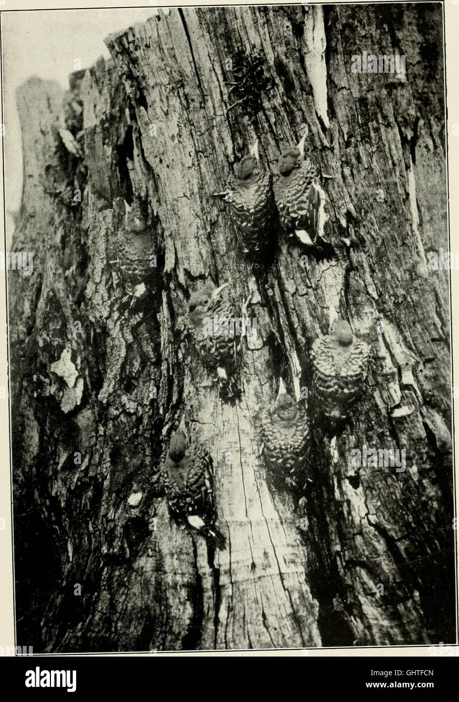 'The Bird, Its Form and Function' (1906) explores the anatomical ...