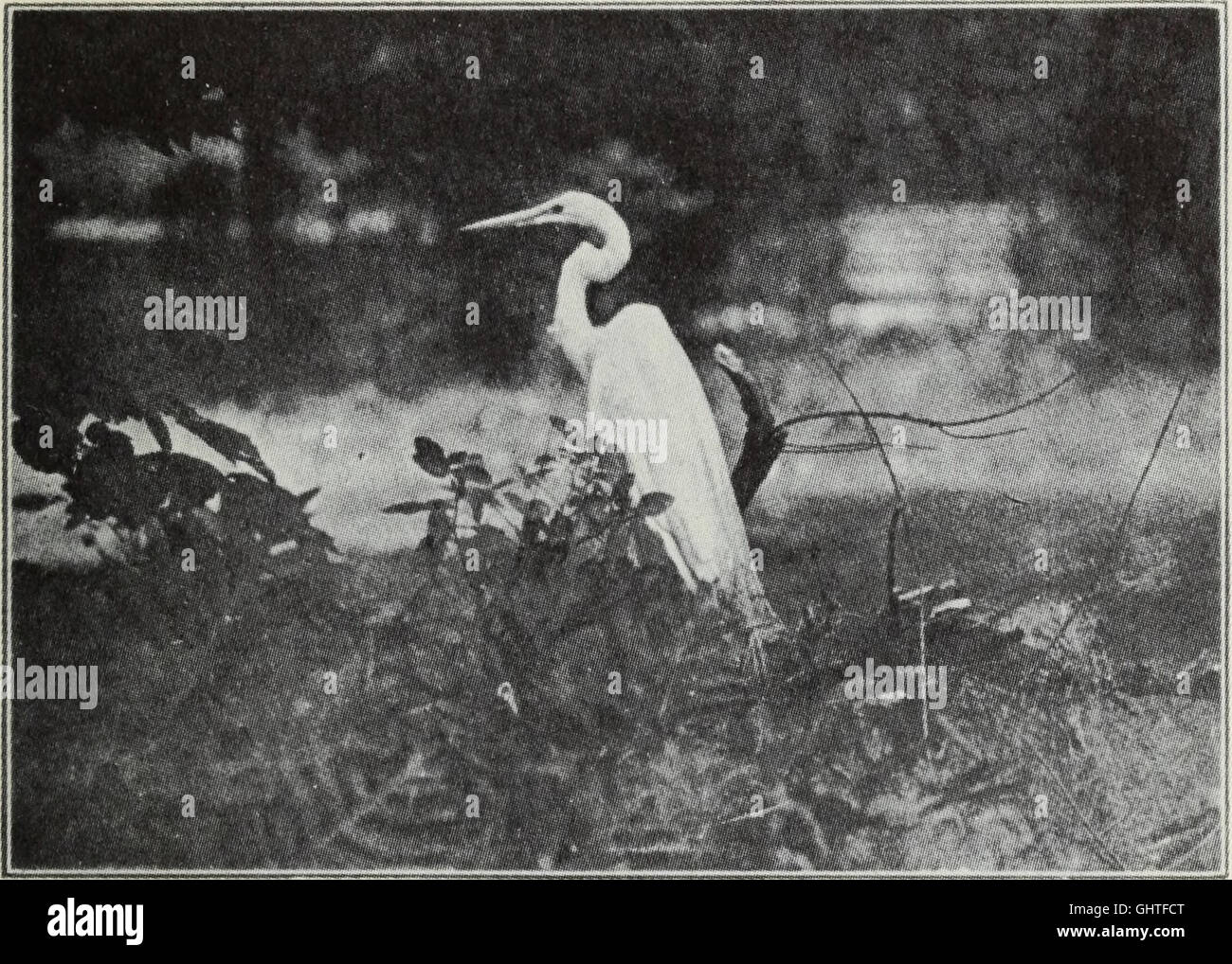 This 1906 publication examines the structure and function of birds ...