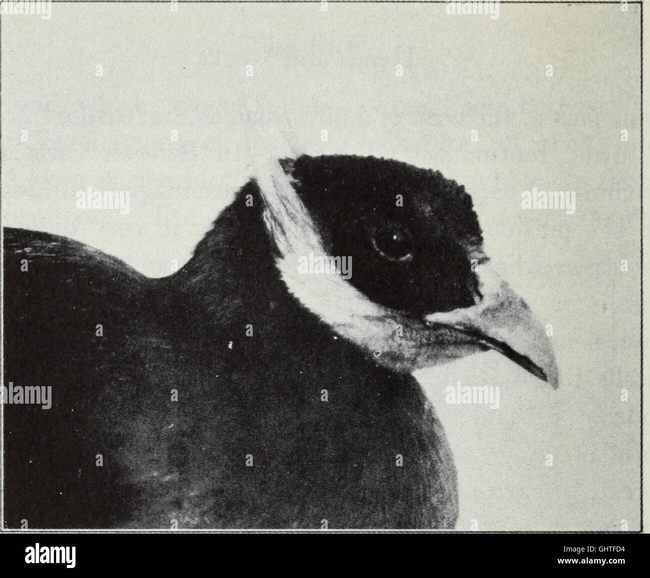 This Work Explores The Anatomical Structure And Functional Characteristics Of Birds It