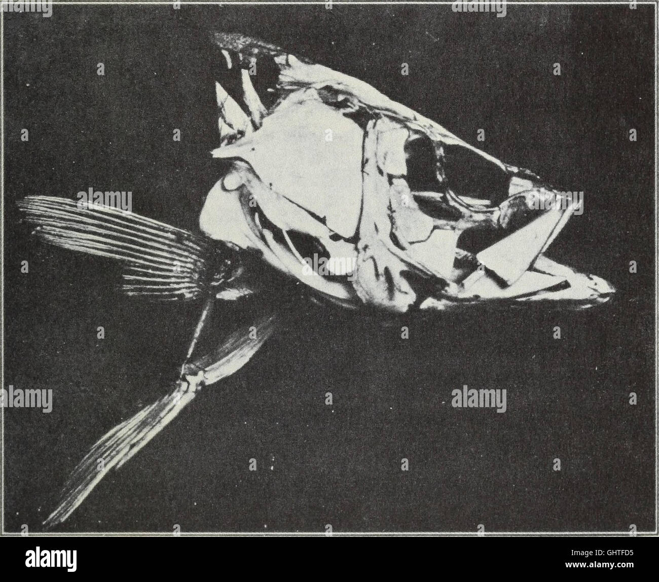 *The Bird, Its Form and Function* (1906) provides an anatomical and ...