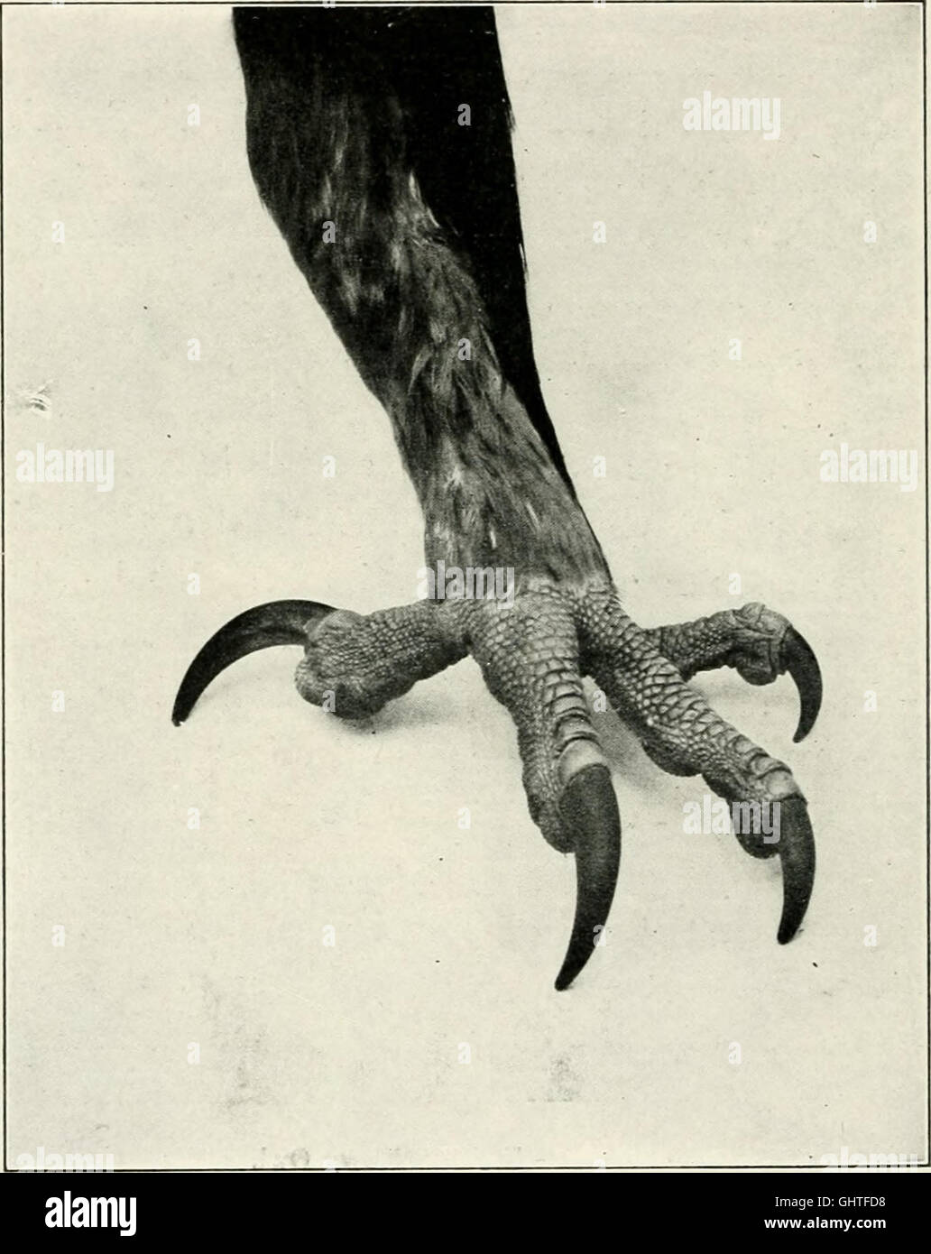 The Bird, its Form and Function (1906), is an important work examining ...