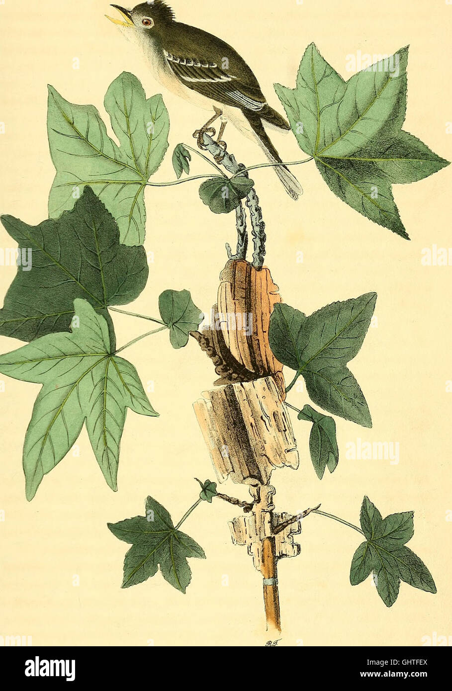 John James Audubon's monumental work, 'The Birds of America,' published ...