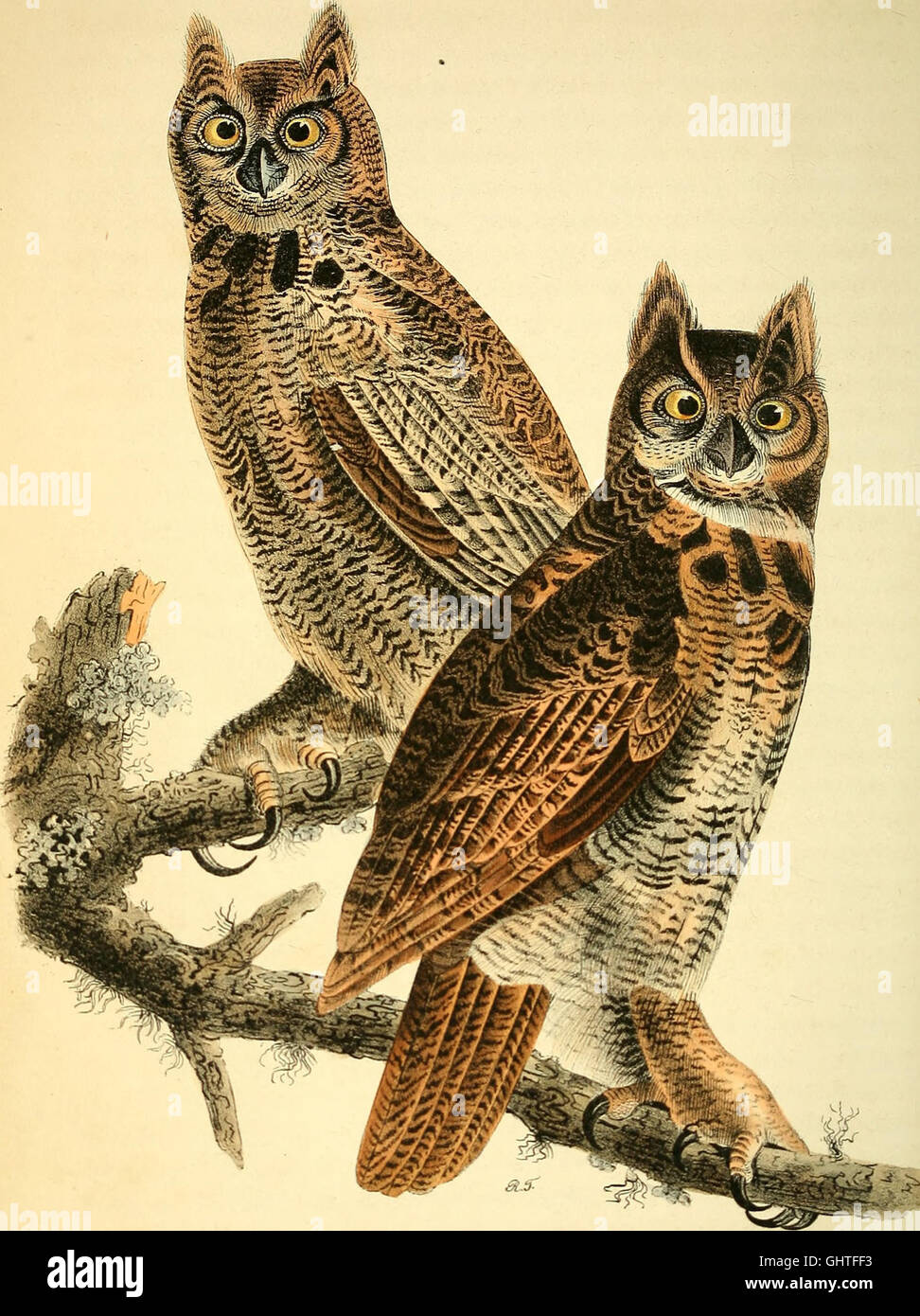 The birds of America - from drawings made in the United States and ...