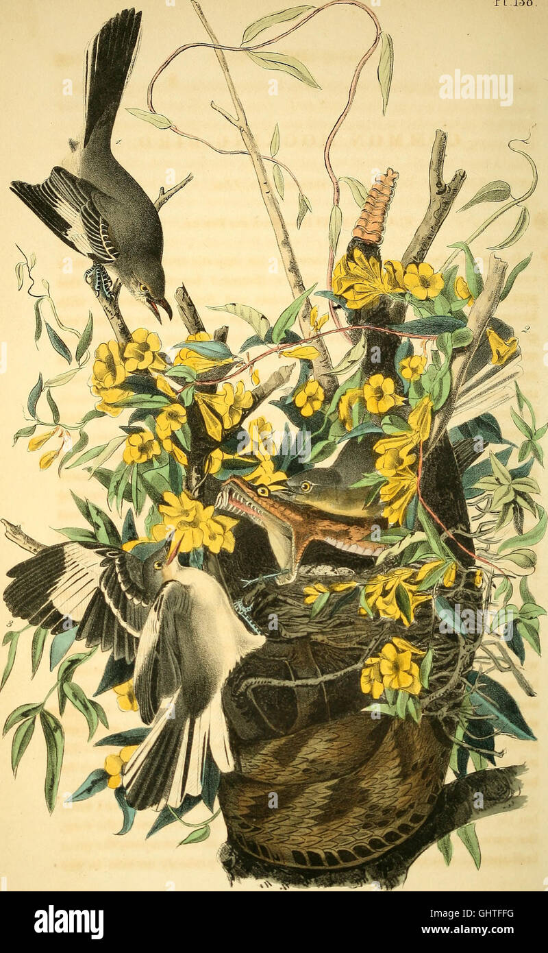 An 1840 publication featuring drawings of birds native to the United ...