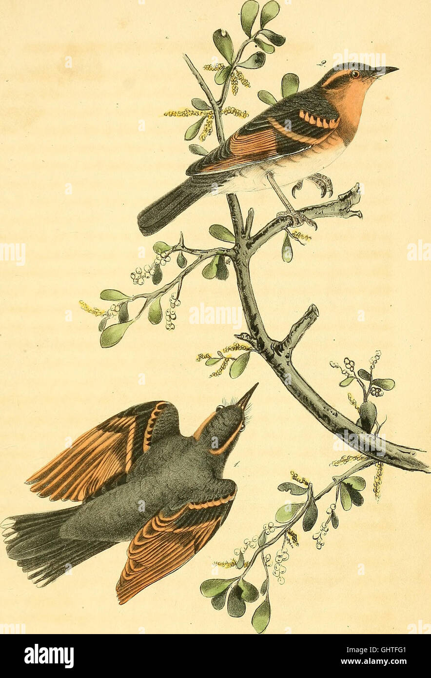 The birds of America - from drawings made in the United States and ...
