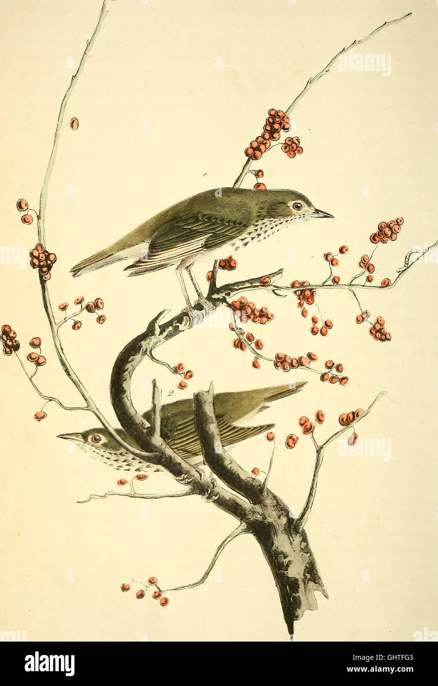 A 1840 work presenting illustrations of American bird species and their ...