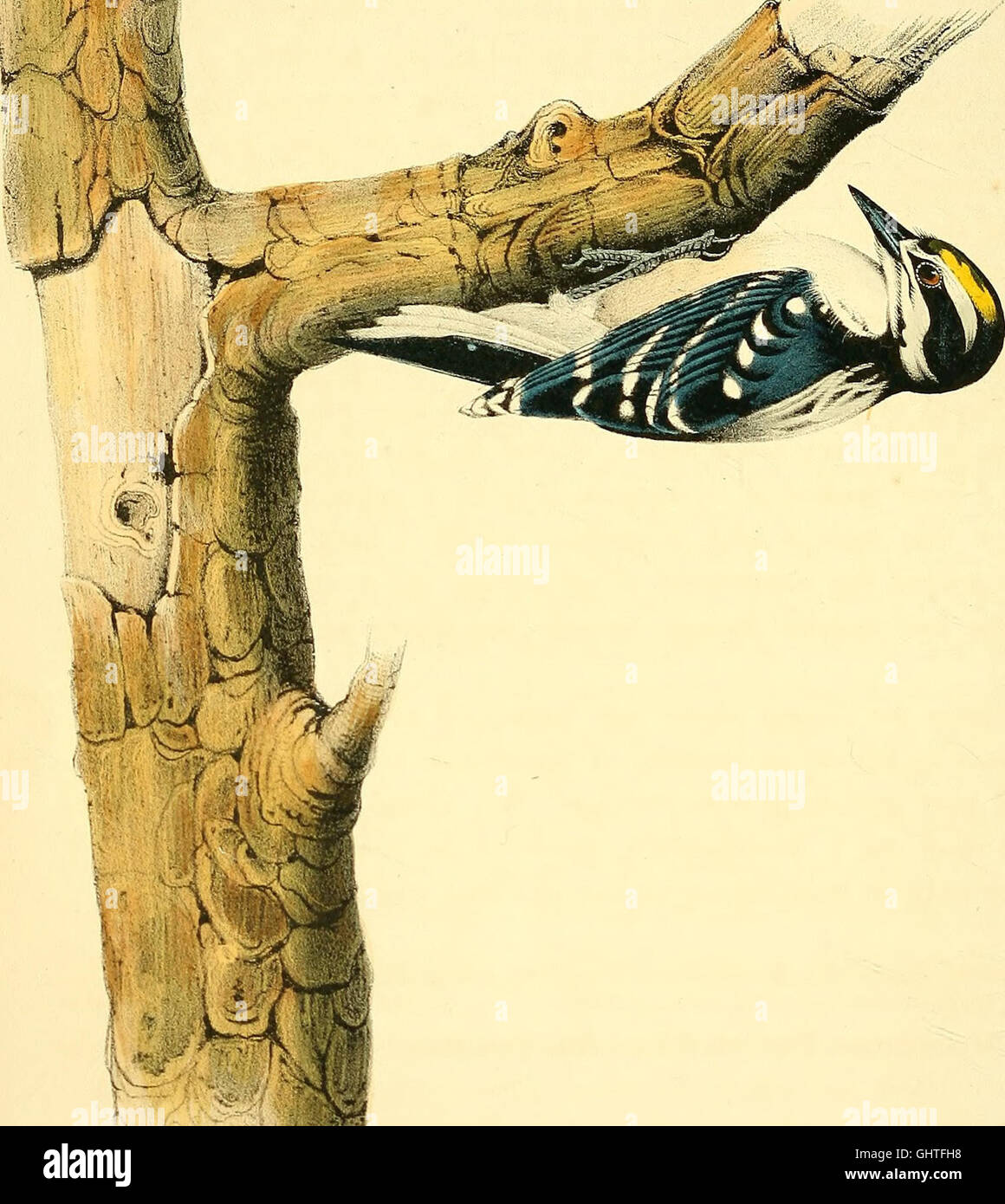 'The Birds of America' (1840) presents detailed drawings of American ...