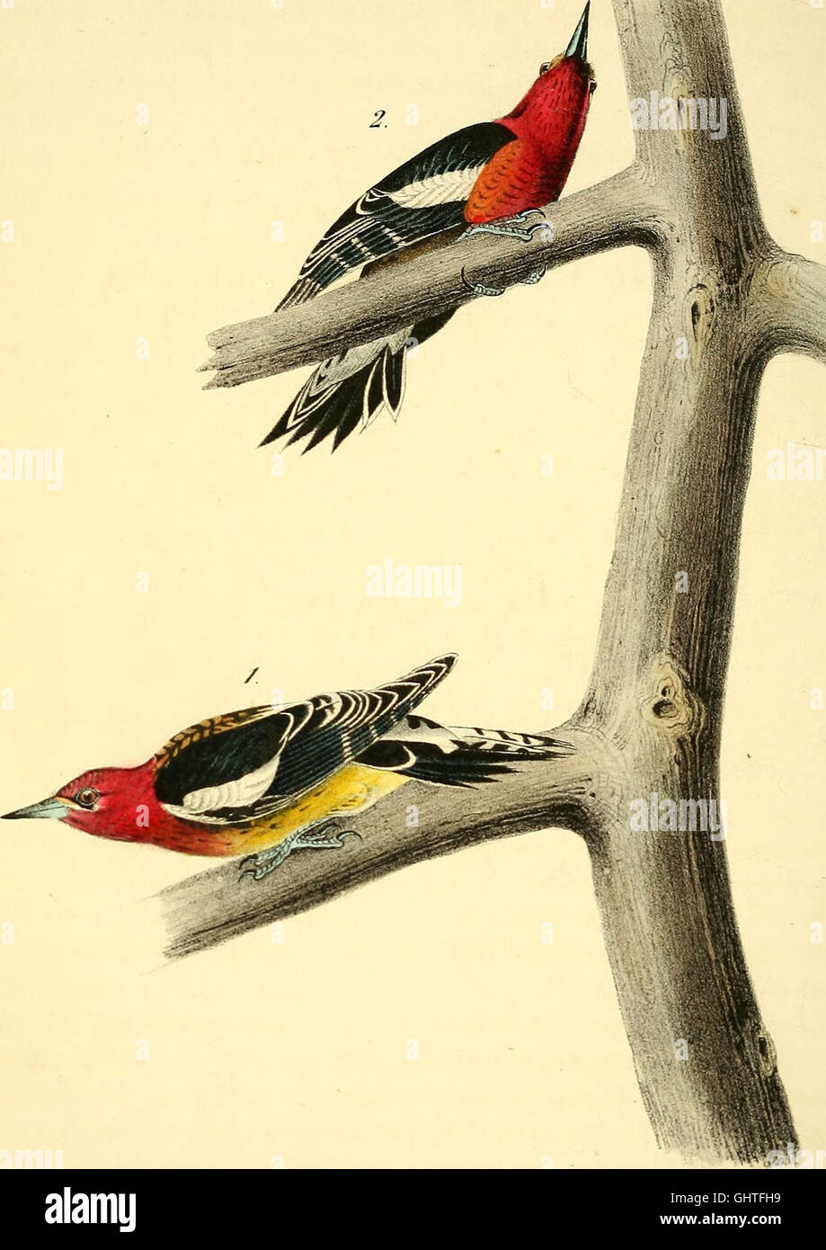 *The Birds of America* (1840) is an iconic work by John James Audubon ...