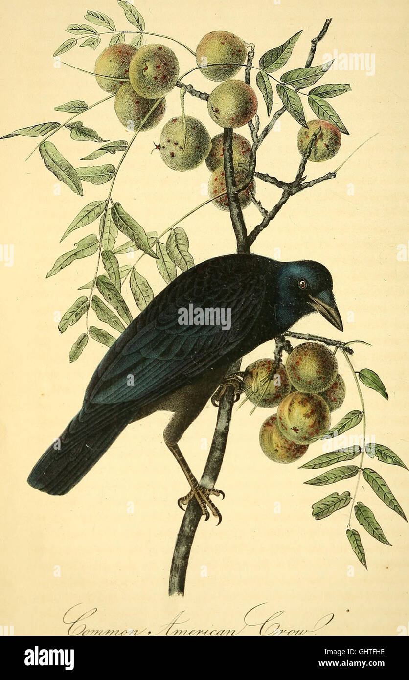 A 1840 work illustrating the birds of America, featuring drawings made ...