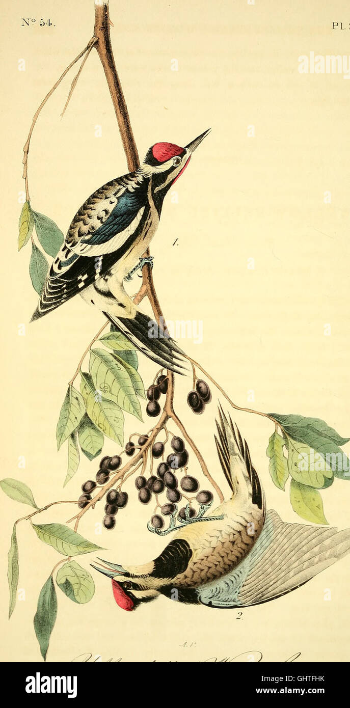 'The Birds of America' is an iconic collection of illustrations by John ...