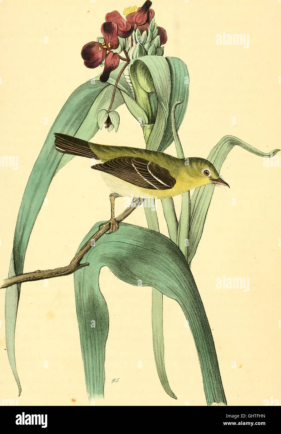 This 1840 work features detailed drawings of birds from the United ...
