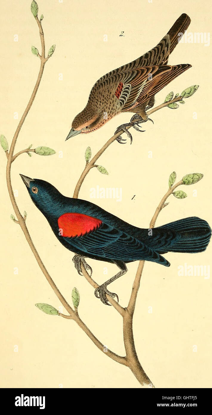 *The Birds of America* (1840) is an iconic work by John James Audubon ...