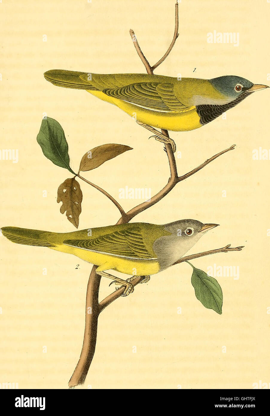 *The Birds of America* (1840) is an illustrated work by John James ...