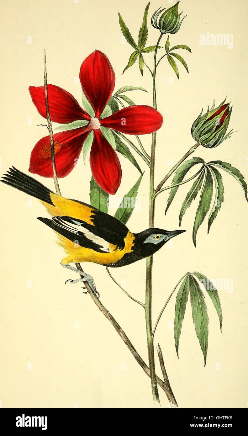 The Birds of America, first published in 1840, presents a comprehensive ...