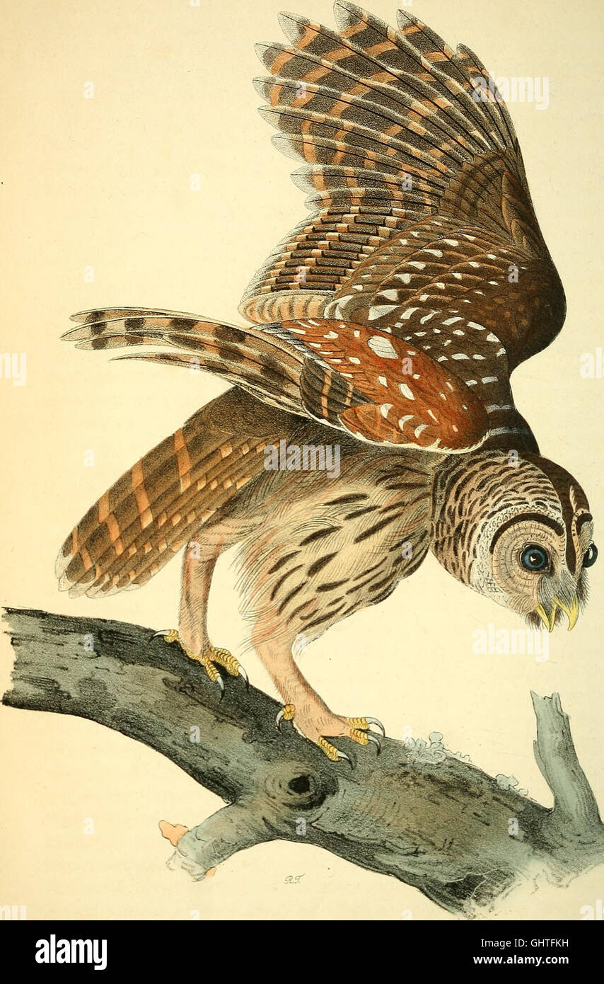 An important ornithological work by John James Audubon featuring ...