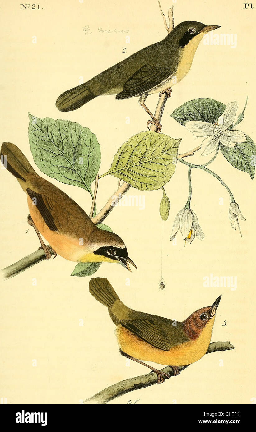 An 1840 publication featuring drawings of birds native to the United ...
